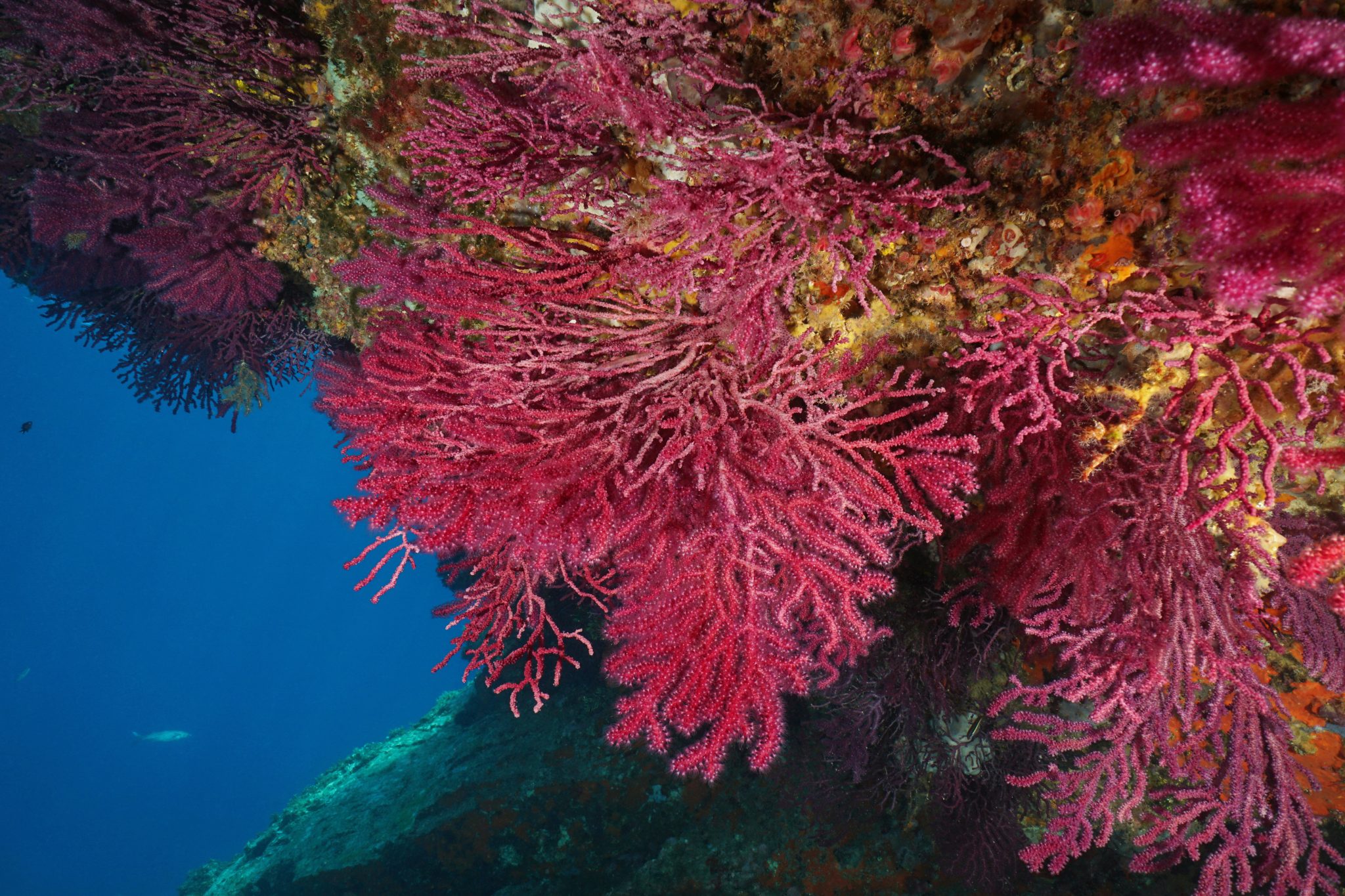 As mais belas e deslumbrantes criaturas marinhas - Edisonda